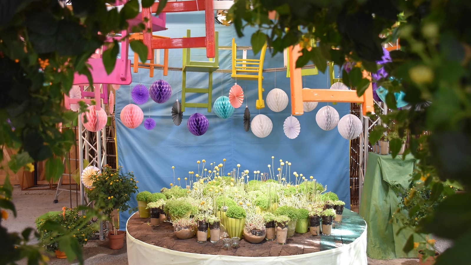 "Summerfeeling": In der Blumenhalle wird es ab heute sommerlich und ...